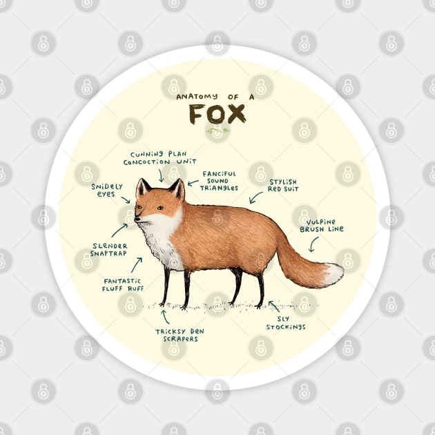 fox anathomy