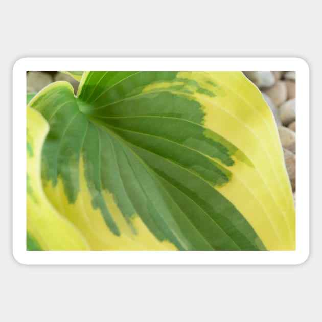 Hosta 'Wide Brim' Plantain lily - Hosta - Sticker | TeePublic