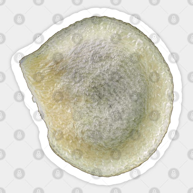 Bell pepper seed under the microscope - Seeds - Sticker | TeePublic