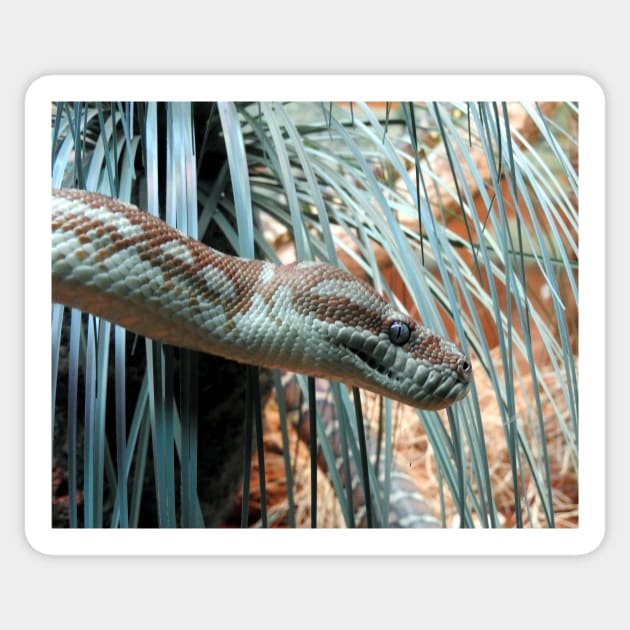 Centralian Carpet Python - Centralian Carpet Python - Sticker | TeePublic