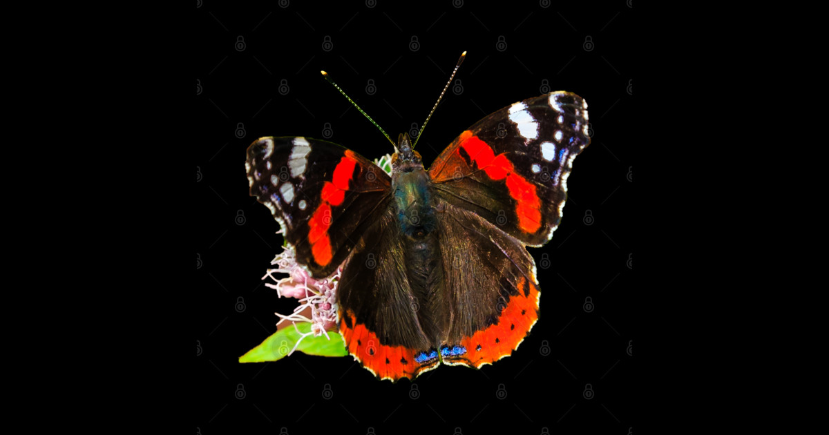 Red Admiral Butterfly - Butterfly - Sticker | TeePublic