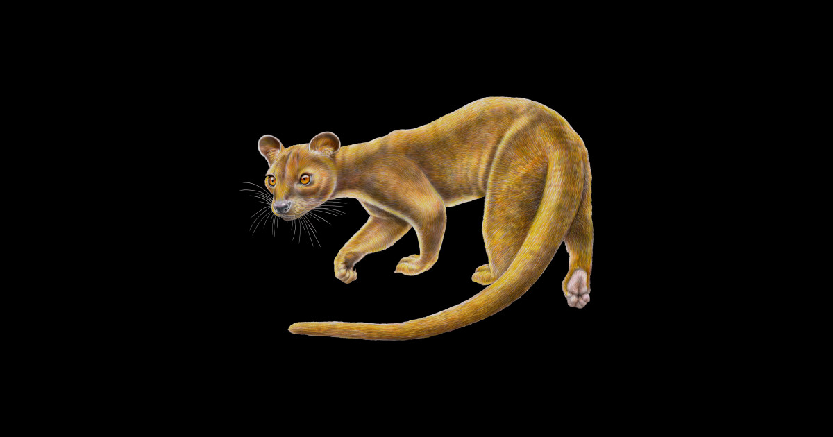 Fossa - Fossa - Sticker | TeePublic