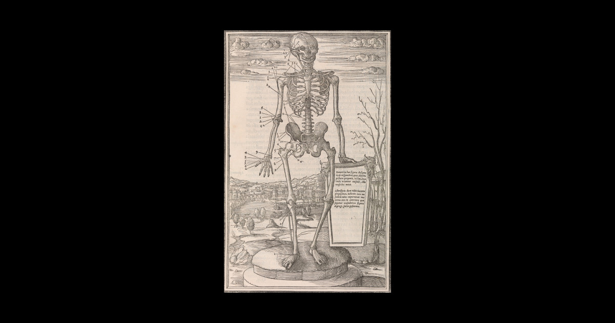 Anatomical skeleton illustration from De dissectione partium corporis ...