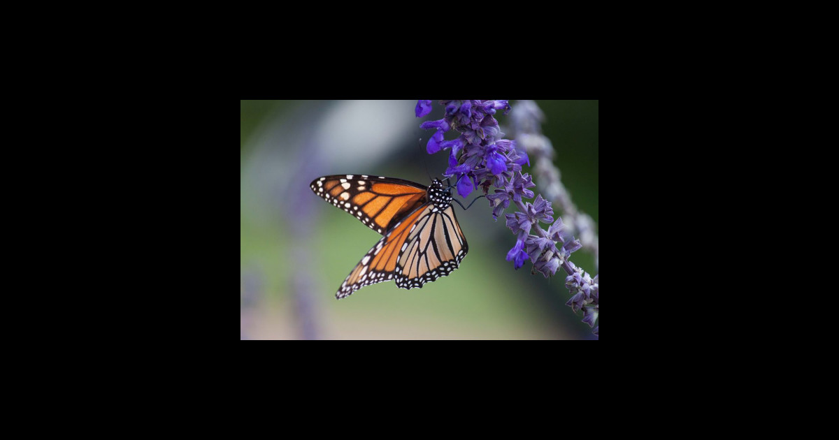 Monarch II - Monarch - Sticker | TeePublic