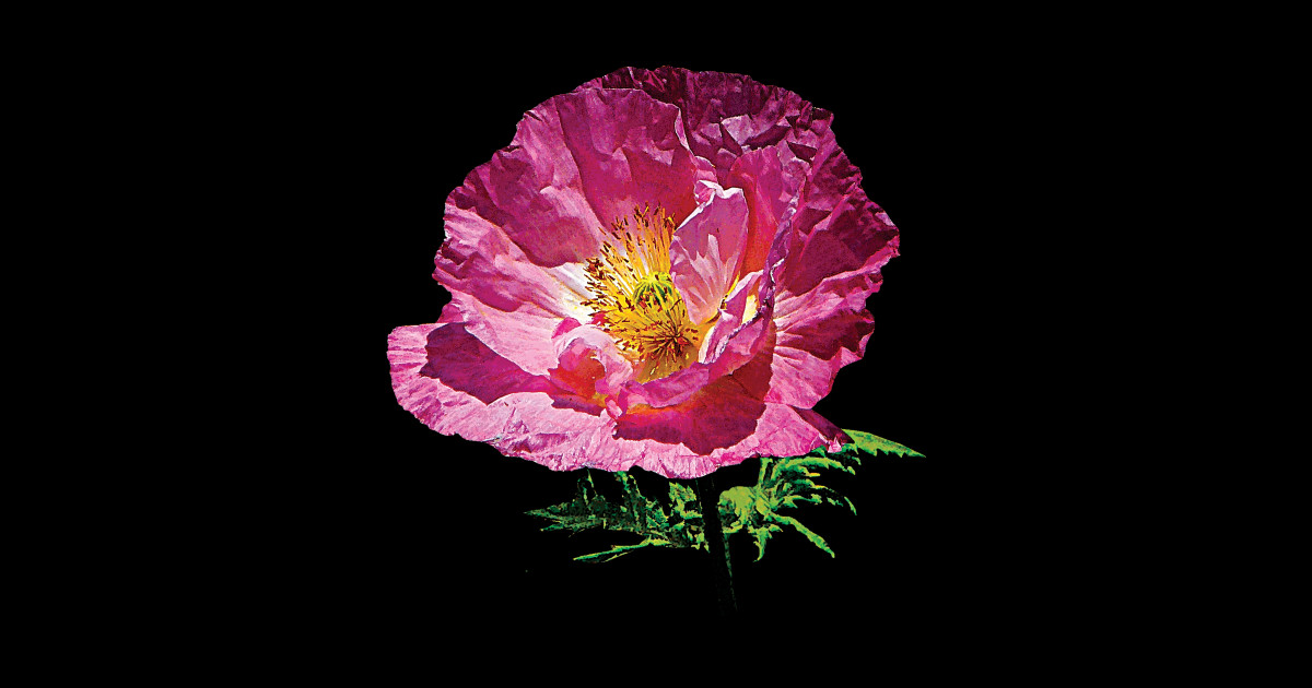 One Pink Poppy - Poppy - Sticker | TeePublic