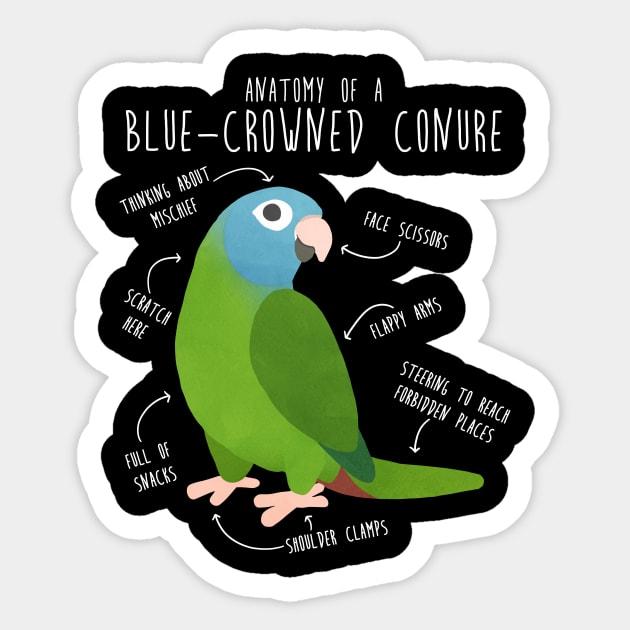 Blue-Crowned Conure Parrot Anatomy - Conure - Sticker | TeePublic
