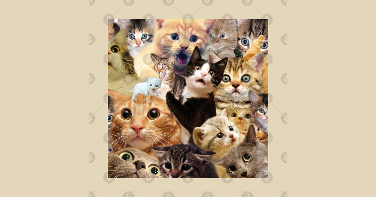 Funny Surprised Cats Collage - Cats - Sticker | TeePublic