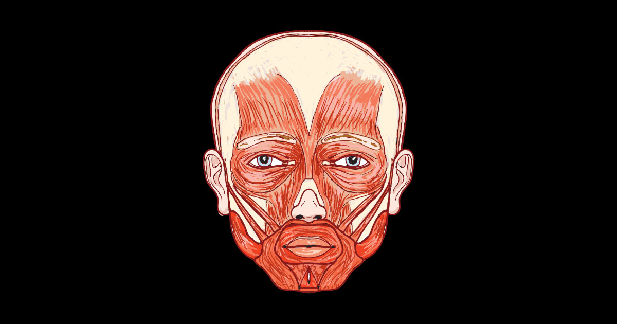 Anatomy of the Human Face Muscle Illustration - Anatomy - Sticker ...