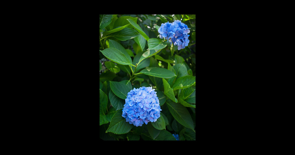 Fresh blue hydrangea flowers and bush - Bush - Sticker | TeePublic