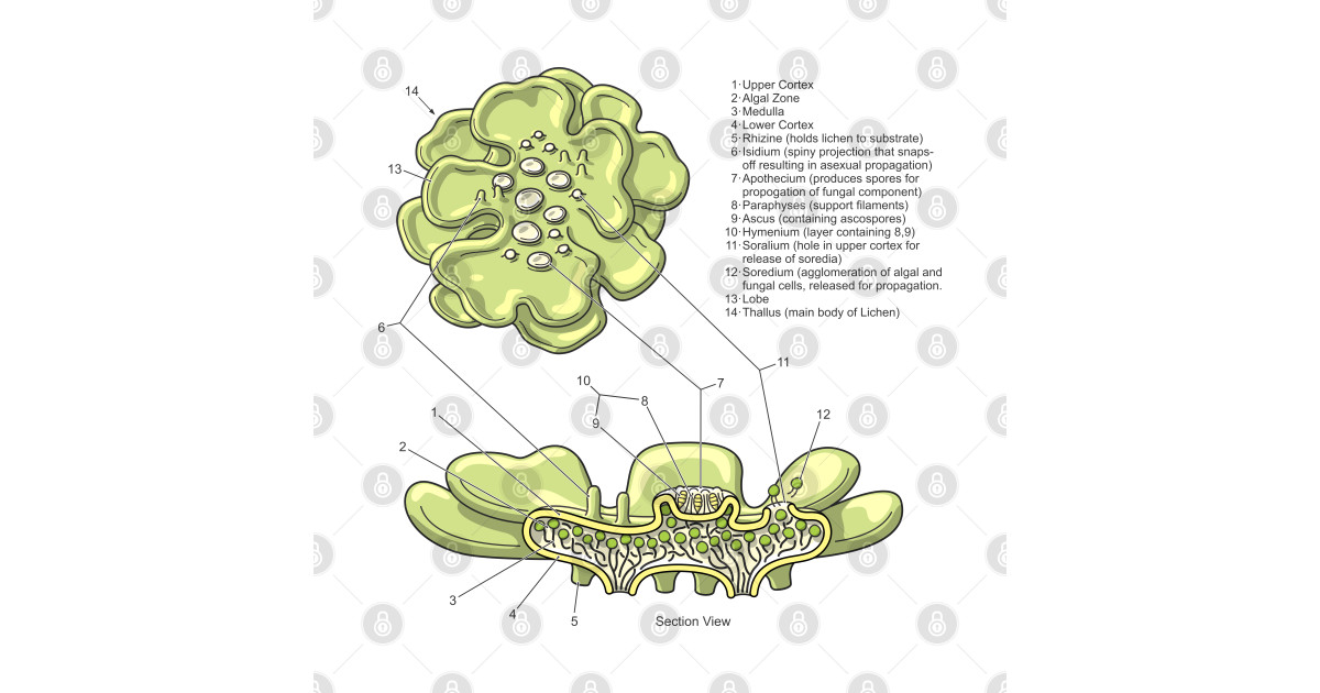 Lichen Structure Diagram - Lichen - T-Shirt | TeePublic