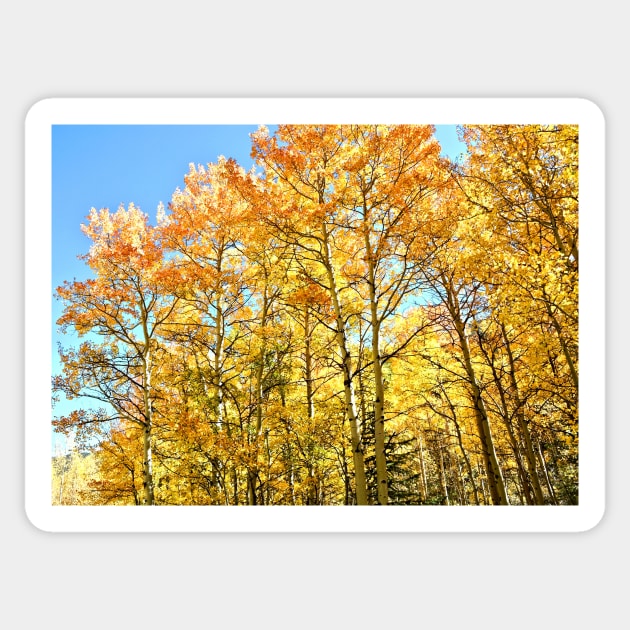 Fall Colors and Aspen Trees in Colorado - Aspen - Sticker | TeePublic