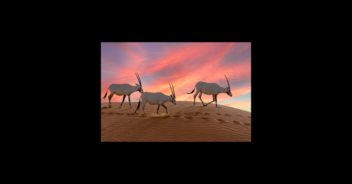 Oryx at sunset in the Arabian desert - Oryx - Sticker | TeePublic