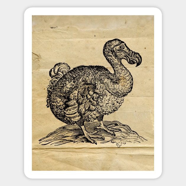 Dodo Bird Vintage Black and White Illustration | Forest Wildlife Bird ...