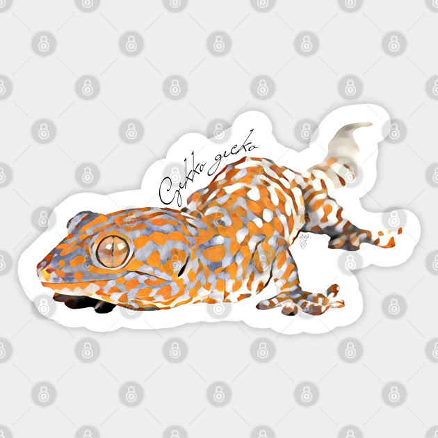 Tokay gecko with scientific name - Gecko - Sticker | TeePublic