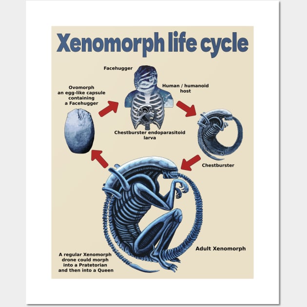 Xenomorph life cycle - Xenomorph - Posters and Art Prints | TeePublic