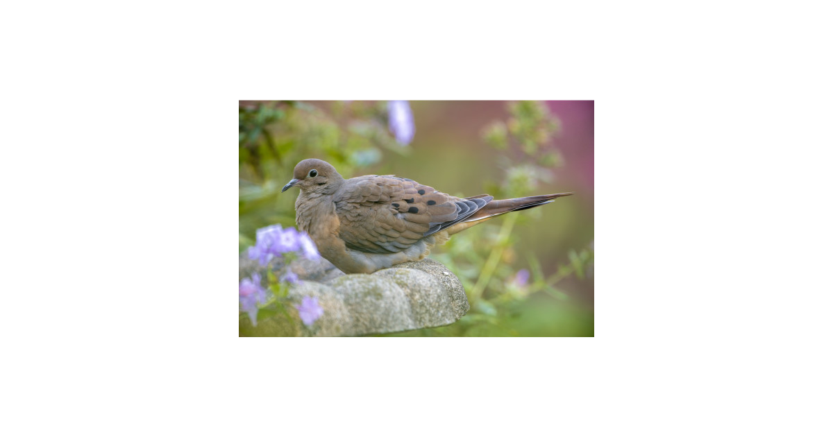 Mourning Dove On Bird Bath - Mourning Dove - T-Shirt | TeePublic