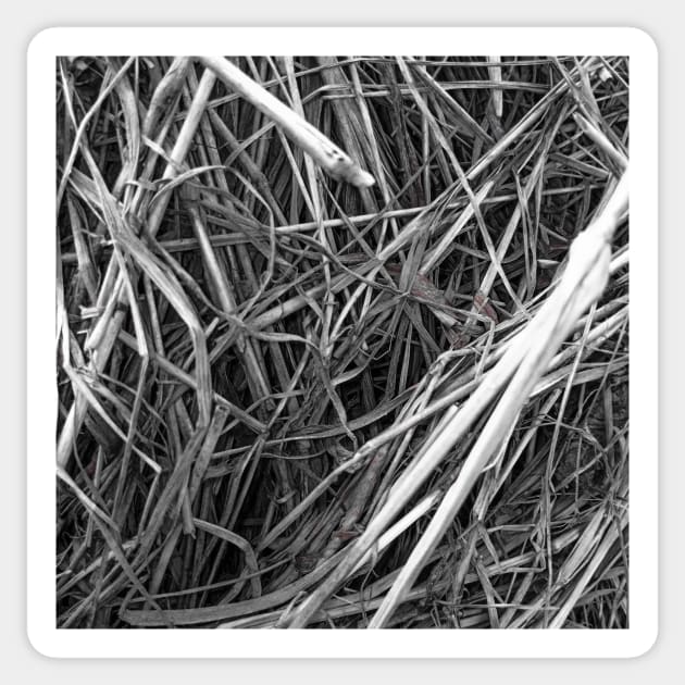 Black and white rice stalks - Plant - Sticker | TeePublic