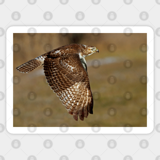 Red-tailed Hawk - Red Tailed Hawk - Sticker | TeePublic