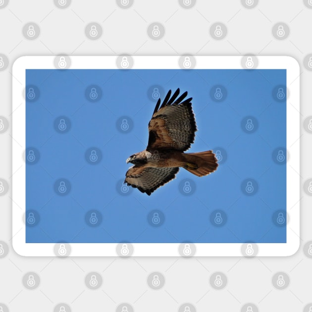 Western Red Tailed Hawk - Hawk - Sticker | TeePublic