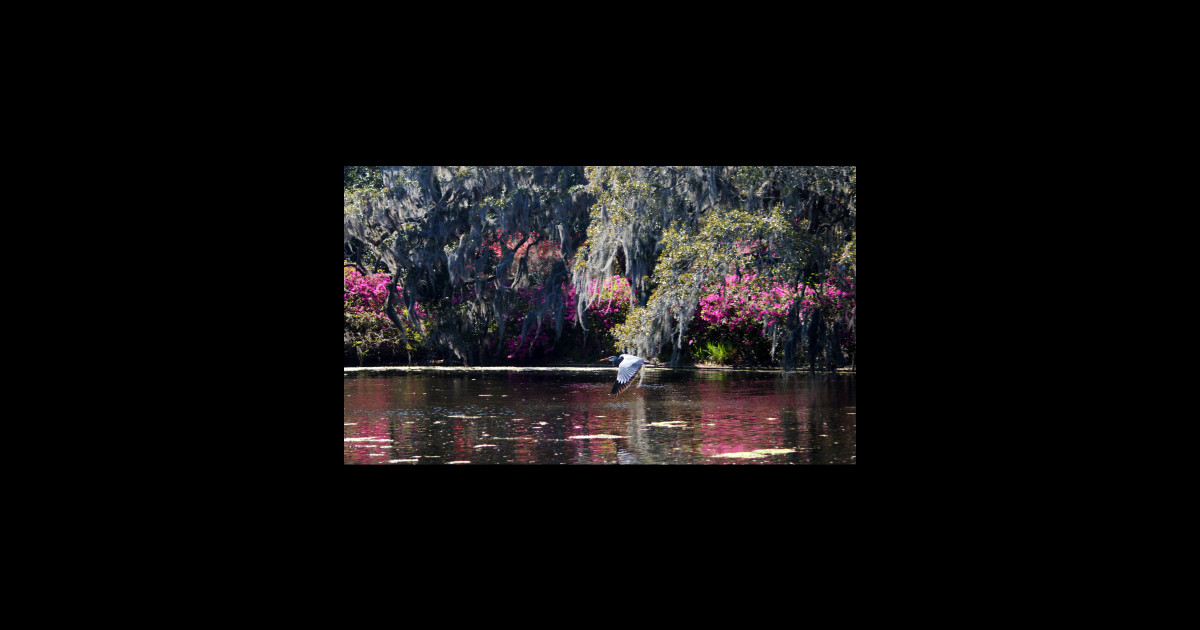 Flying Low - Great Blue Heron - Sticker | TeePublic