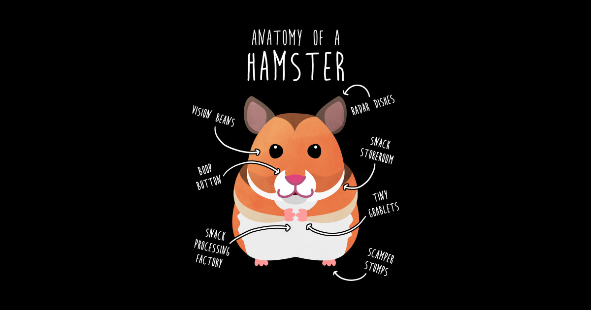 Syrian Hamster Anatomy - Hamster - Posters and Art Prints | TeePublic
