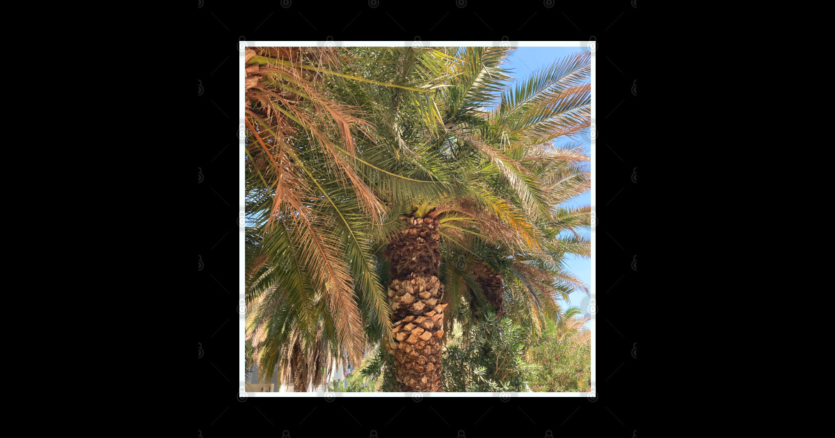 Pretty picture of a Palm Tree. Pretty Palm Trees Photography design ...