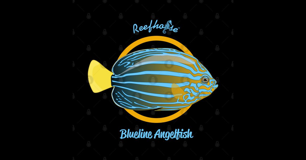 Blueline Angelfish - Reefhorse - Sticker | TeePublic