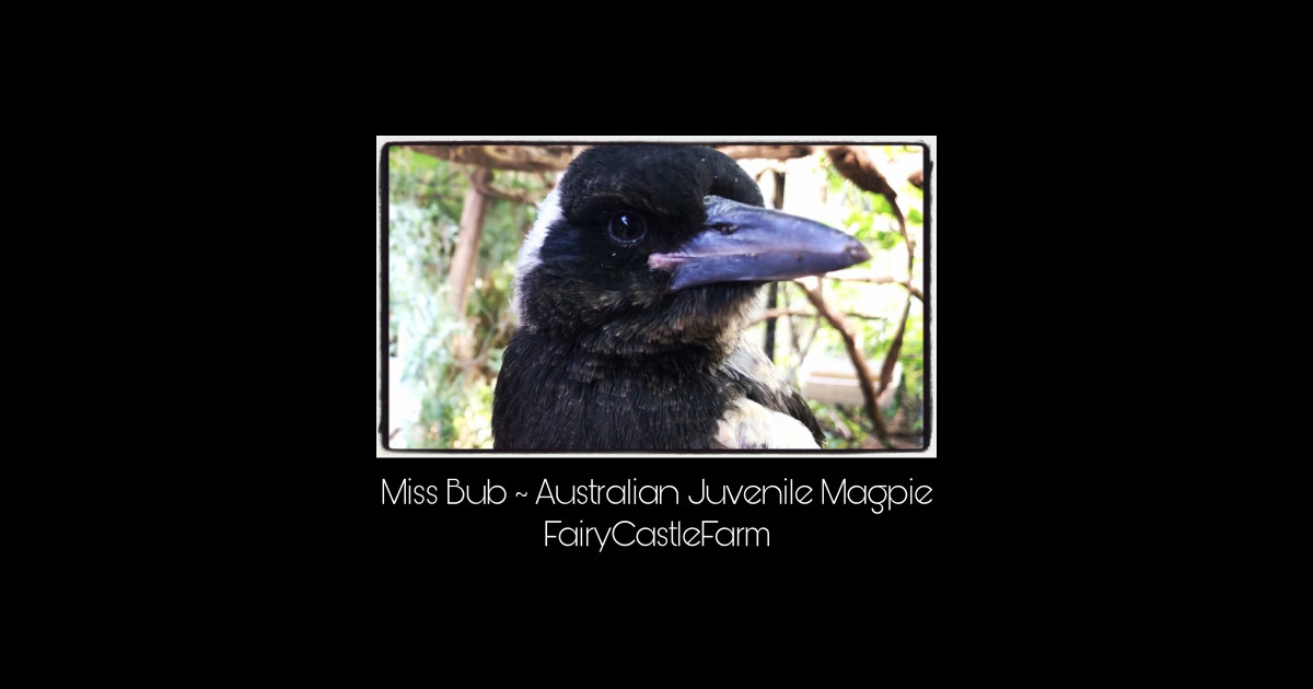 Bub young Australian Rescue Magpie - Magpie - Sticker | TeePublic