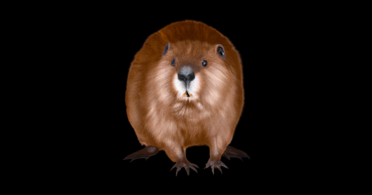 Cute Beaver Drawing - Beaver - Sticker | TeePublic