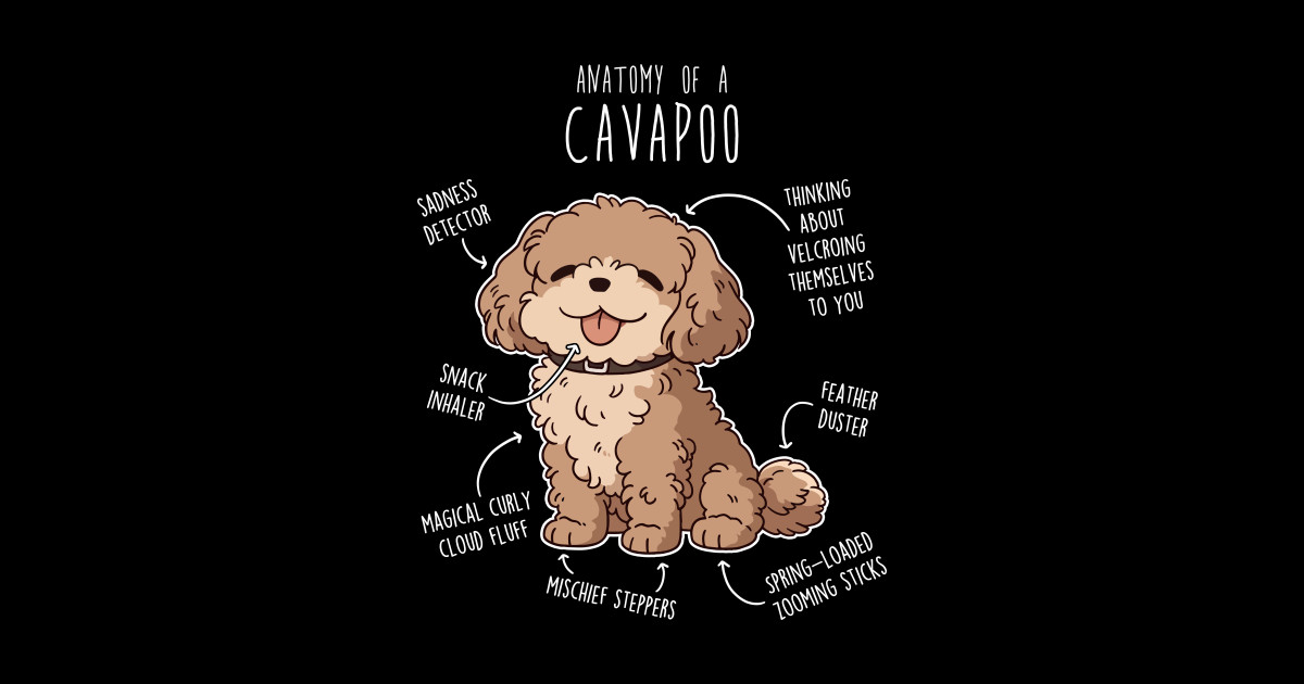 Cavapoo Dog Anatomy - Cavapoo - Sticker | TeePublic