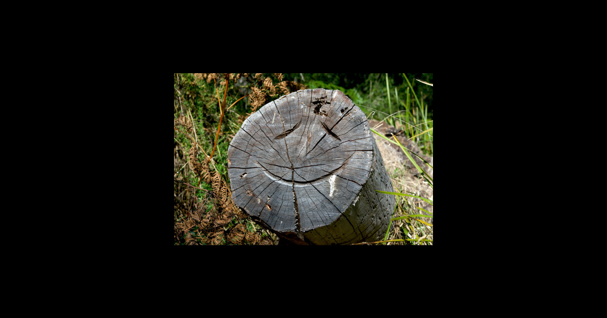 Smiley Log - Australian - Sticker | TeePublic