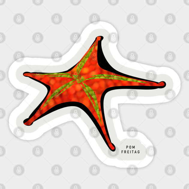 Starfish : - Starfish - Sticker | TeePublic