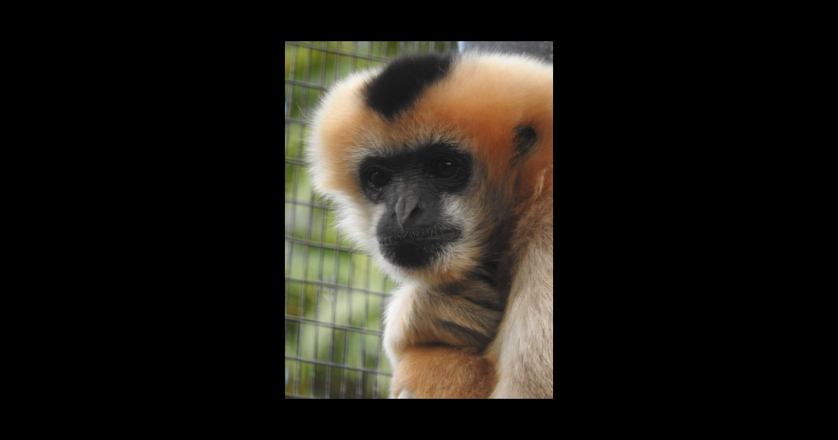 White-cheeked gibbon - Gibbon - Sticker | TeePublic