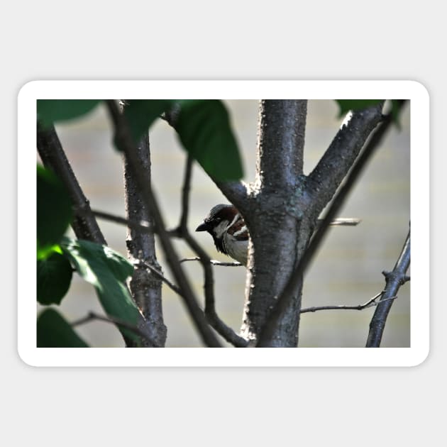 Hiding in Trees - Birds - Sticker | TeePublic