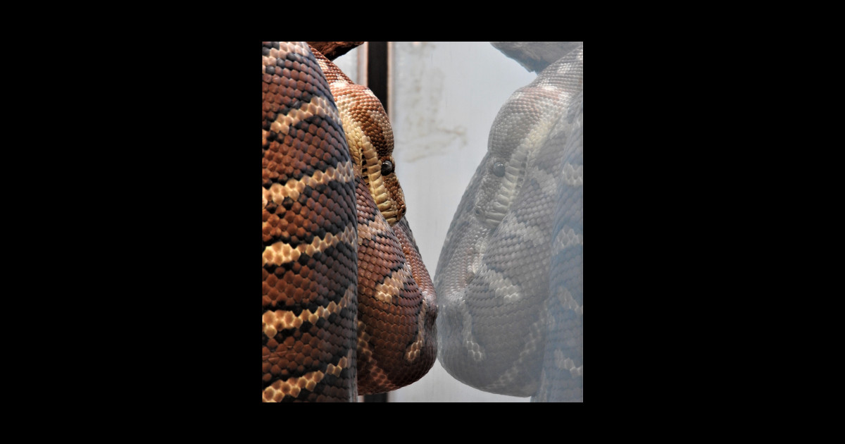 Reflection - Centralian Carpet Python - Sticker | TeePublic