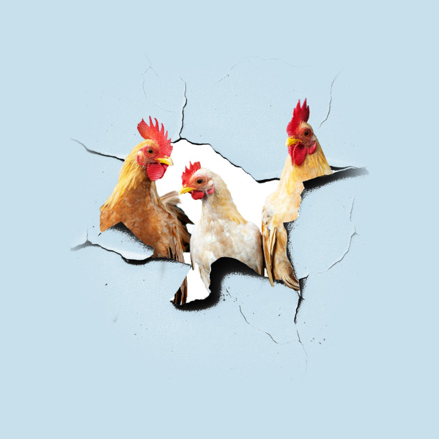 Funny Chicken Poking Head, Chickens Cracked Wall - Funny Chicken Poking ...