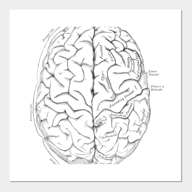 Antique Anatomy Papers Neck Gator Brain Anatomy - Nurse - Posters and ...