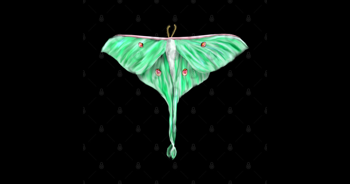 Green Lunar Moth Digital Art - Lunar Moth - Sticker | TeePublic