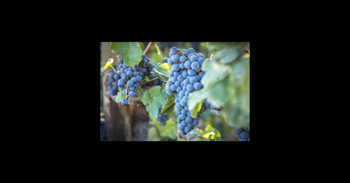 Red Wine Grapes Summer Vineyard - Grapes - Sticker | TeePublic