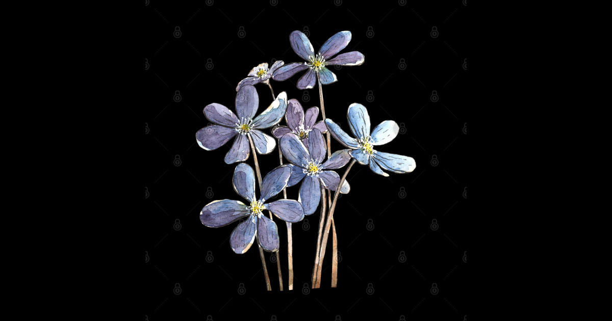 Hepatica Flowers Watercolor Painting - Hepatica Flowers Watercolor ...