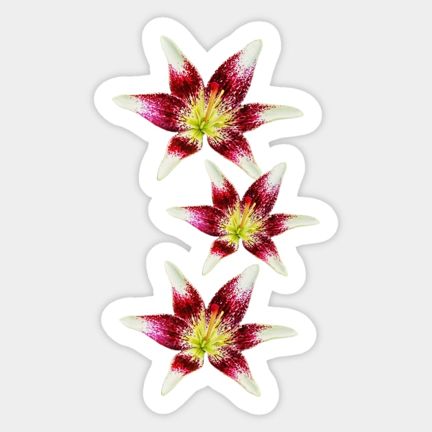 My colorful original, realistic prints - lily flowers - Flower ...