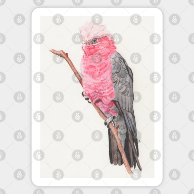 original pencil Drawing of galah - Coloured Pencils - Sticker | TeePublic