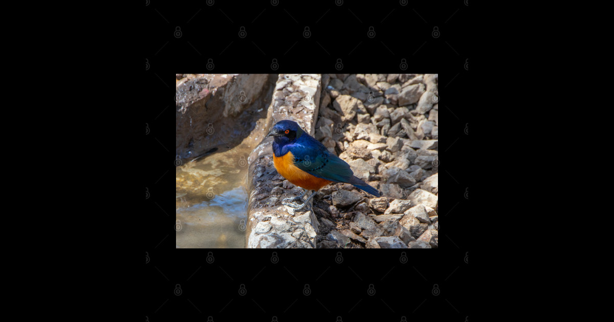 Stunning Blue and Orange Starling Bird of Africa - Hildebrandts ...