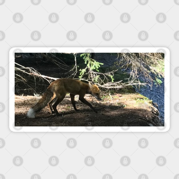 Red Fox Photo - Red Fox - Sticker | TeePublic