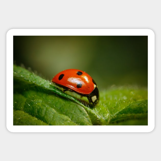 Miss Lady Bug - Ladybug - Sticker | TeePublic