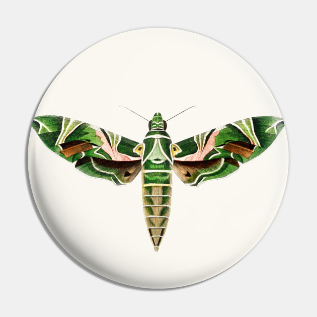 oleander hawk moth drawing