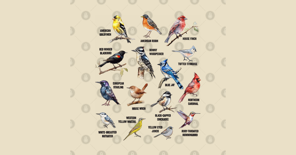 North American Backyard Birds Identification Chart - Bird - T-Shirt ...