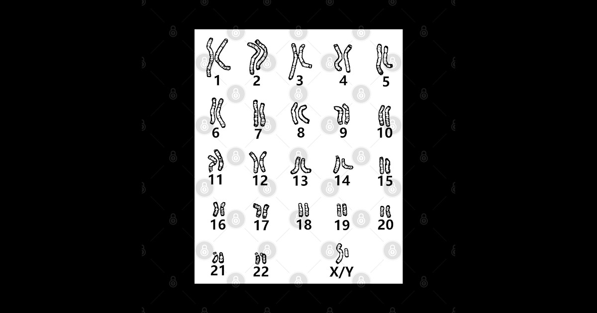 Human Chromosomes, Karyotype, Cell Biology, Idiogram, Genetics ...