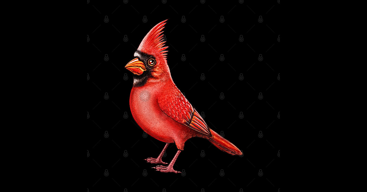 Red Cardinal bird cute cardinal cardinal lover - Red Cardinal Red ...