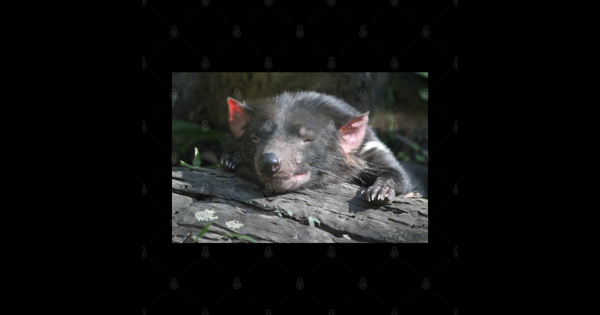 Tasmanian Devil - Tasmanian Devil - Sticker | TeePublic